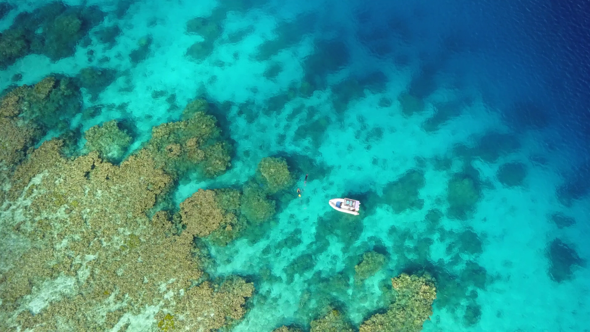 Reef Legacy