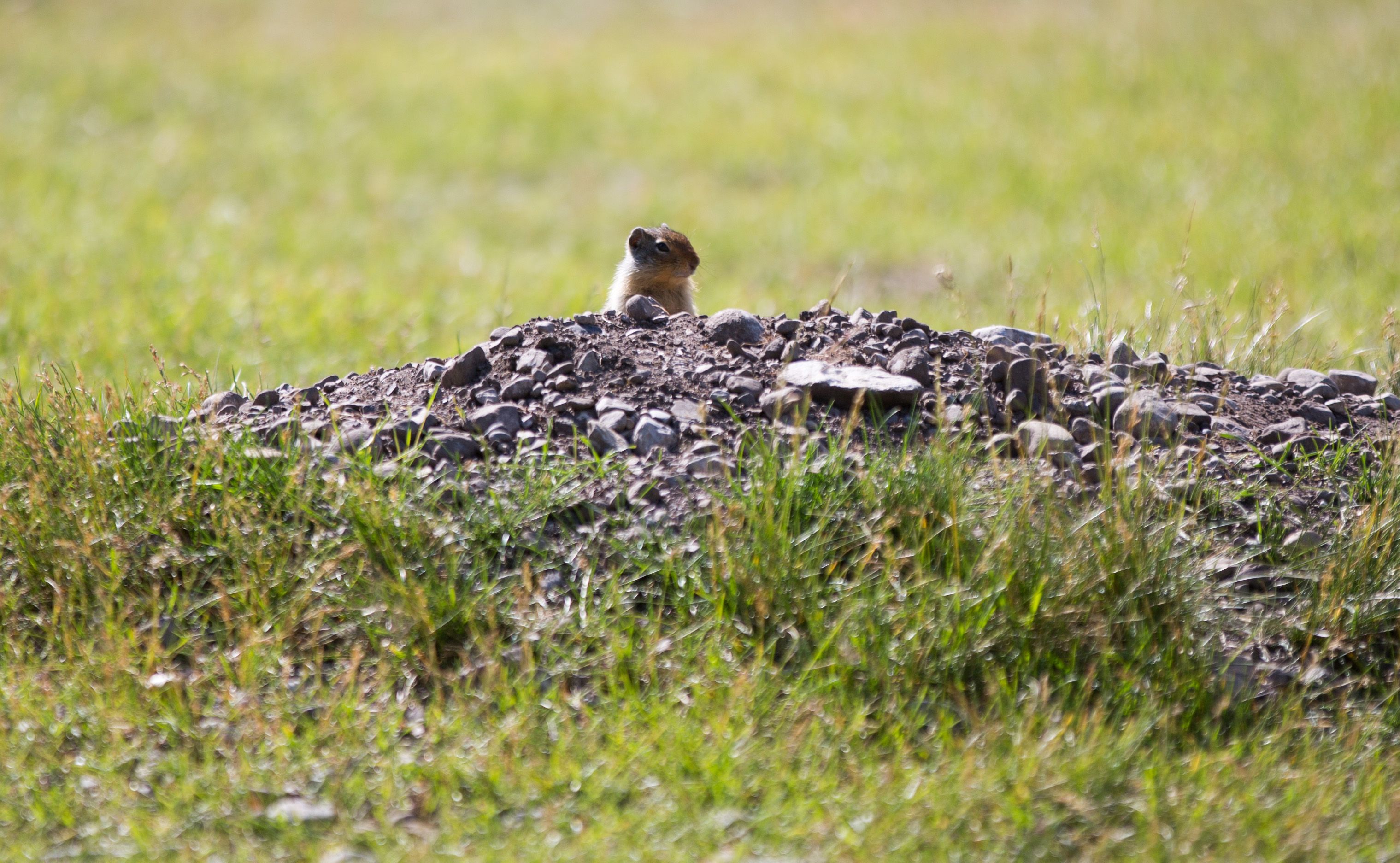 Biogeoscience Institute: 75th Anniversary R.B. Miller | Canada's Alberta