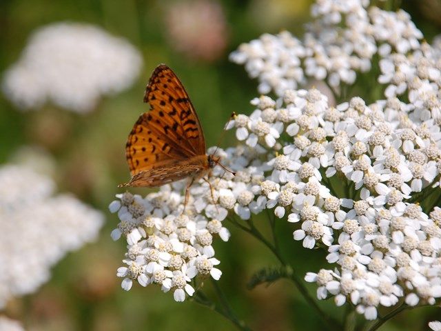 North Buck Lake Provincial Recreation Area | Canada's Alberta