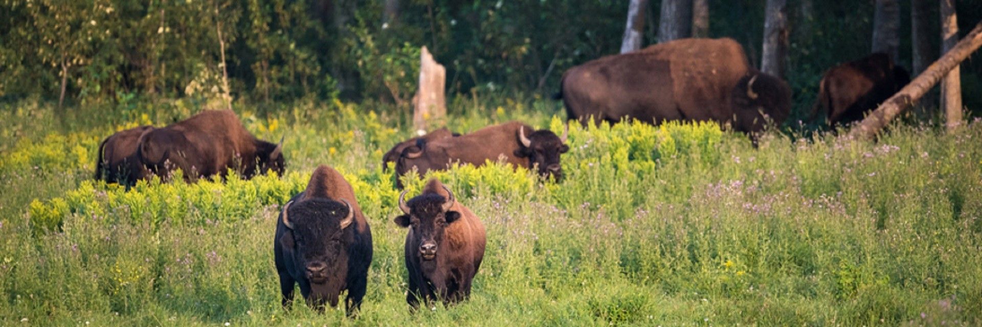 Wood Bison Trail | Canada's Alberta