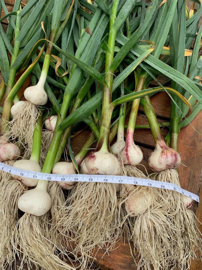K5 Garlic & Gardens | Alberta Canada