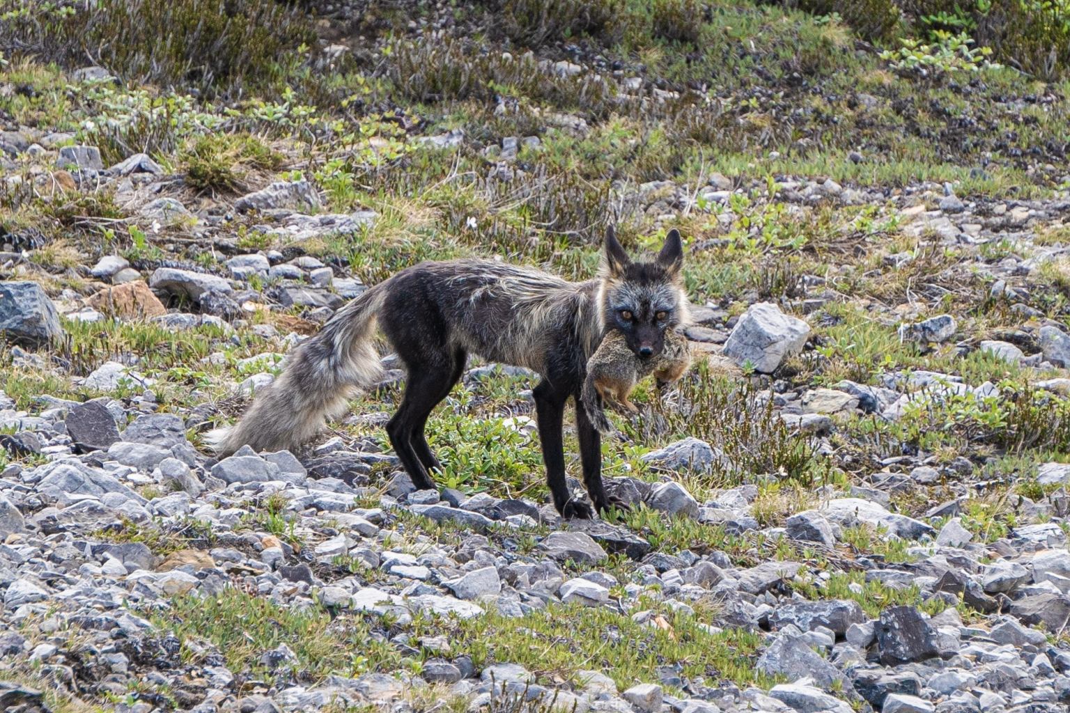 The Crossing Resort | Canada's Alberta