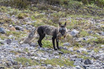 The Crossing Resort | Canada's Alberta
