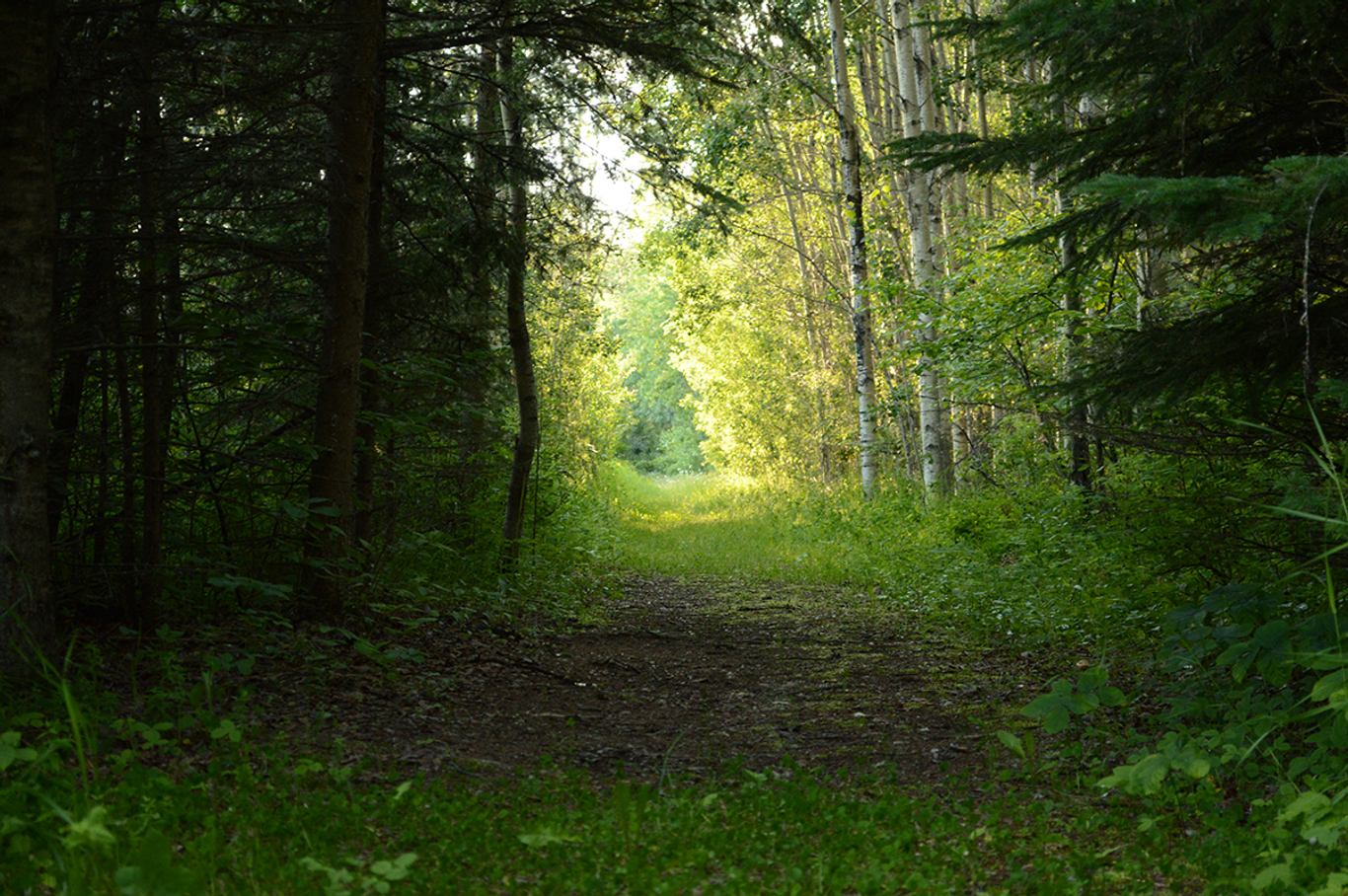 Lesser Slave Lake Provincial Park | Canada's Alberta