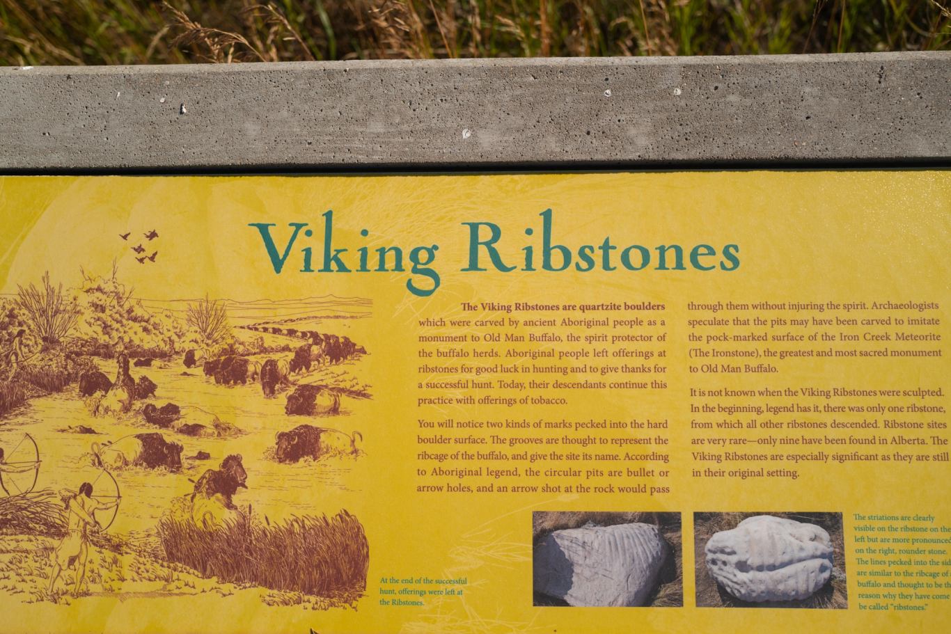 VIking Ribstones | Alberta Canada