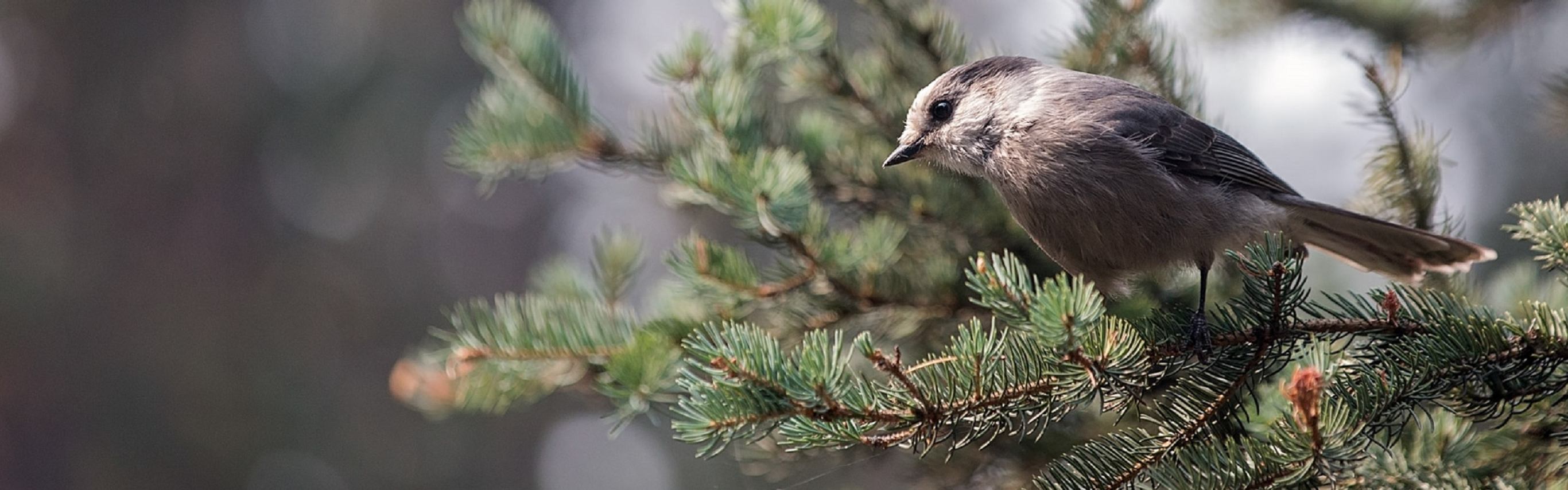 Island Lake Provincial Recreation Area | Canada's Alberta