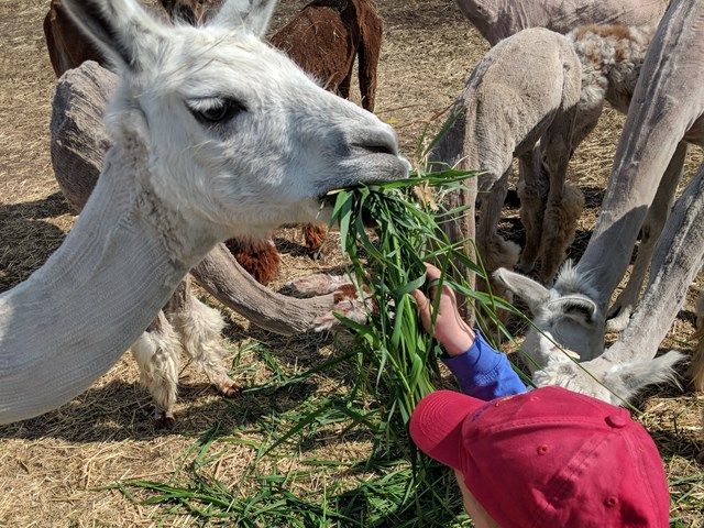 White Barn Fun Farm | Canada's Alberta