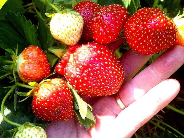 Markerville Berry & Vegetable Farm | Canada's Alberta