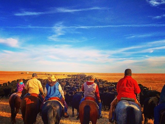 Bar Diamond Guest Ranch | Canada's Alberta