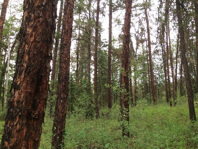 Fort Vermilion Provincial Recreation Area | Canada's Alberta