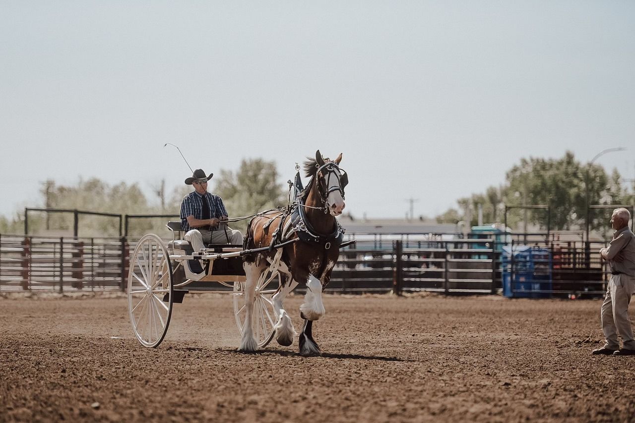 Stettler County Fair & Rodeo | Canada's Alberta