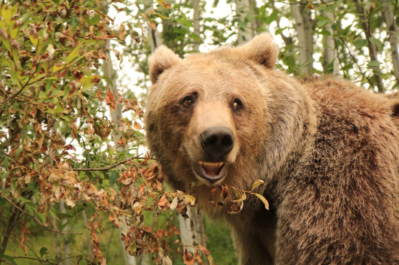 Discovery Wildlife Park | Canada's Alberta