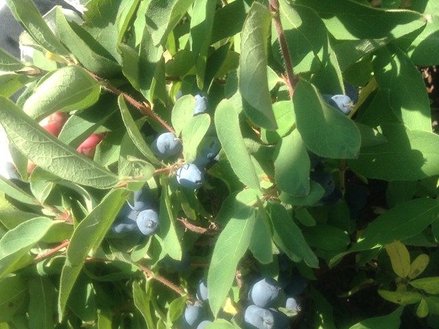 High Country Berries | Canada's Alberta