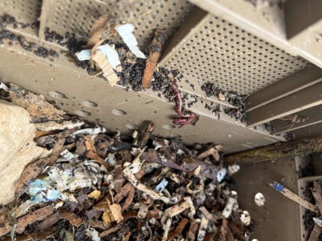 Vermiculture, Vermicomposting, and How to Do It | Growing Spaces®
