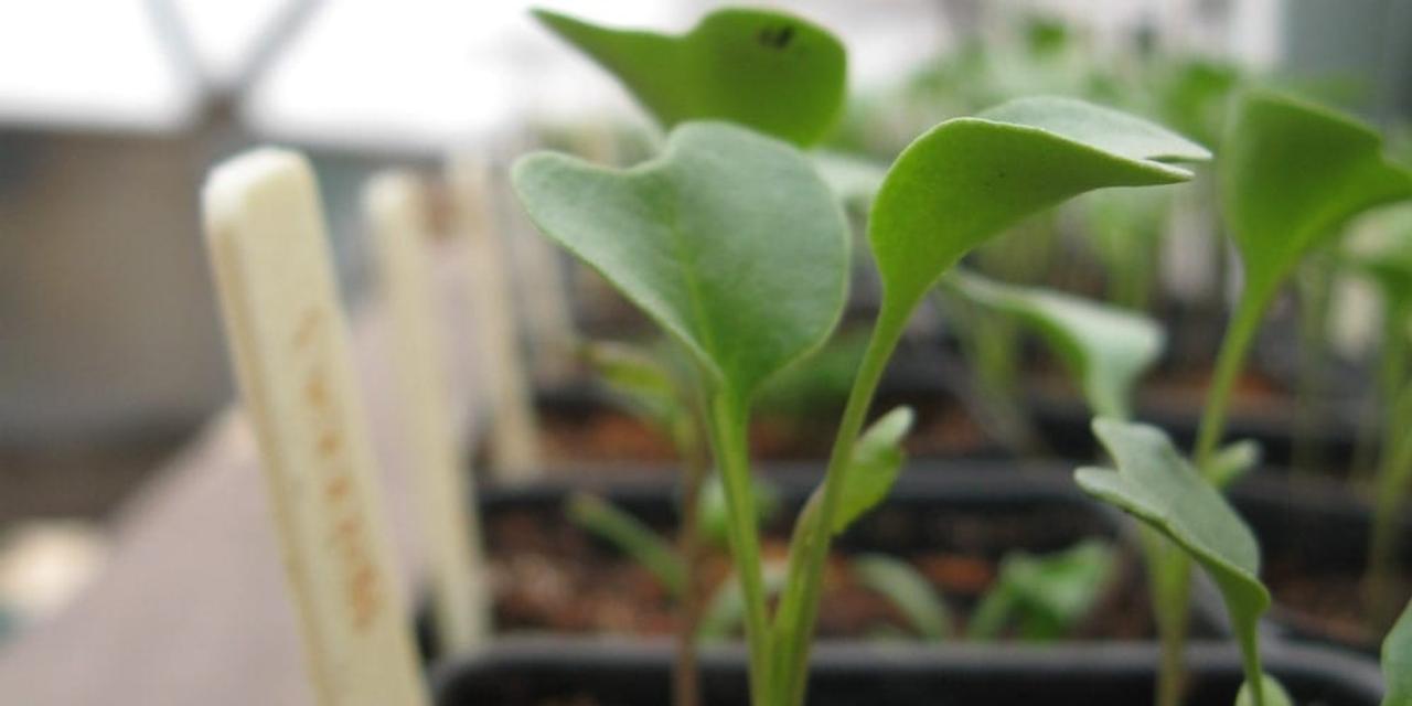 How to Transplant Vegetables: Start & Time-Stack | Growing Spaces®