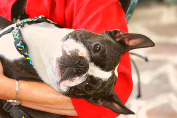 11 Boston Terrier Health Issues You Need To Know