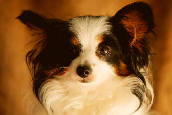 7 Long-haired Boston Terrier Mixed Breeds You'll Love