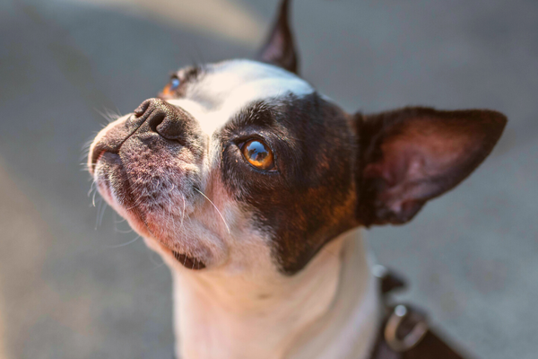 Boston Terrier 101: Origin