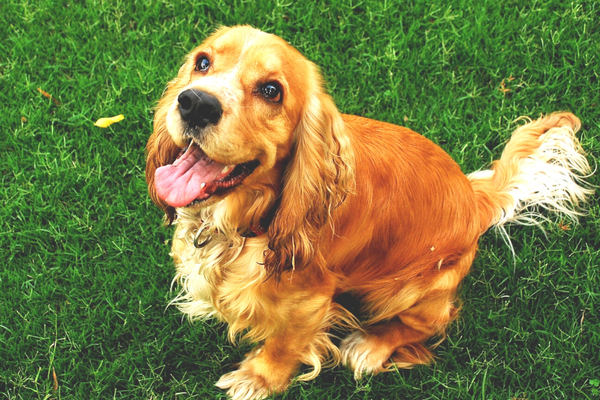 7 Long-haired Boston Terrier Mixed Breeds You'll Love