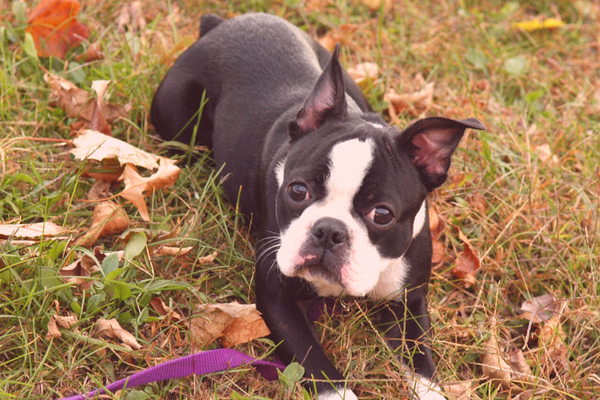 Where To Rescue Boston Terriers in Pennsylvania