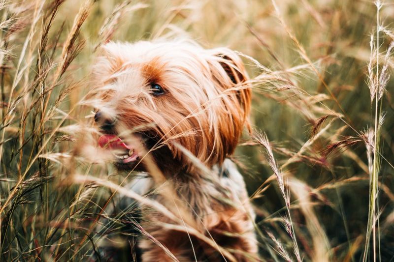 5 Small Yet Feisty Terrier Breeds For Your Home