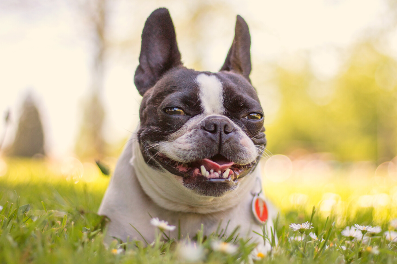 Bo-chi Guide: The Boston Terrier Chihuahua Mix