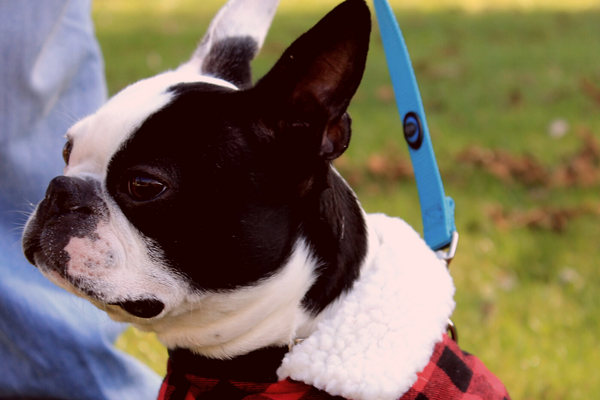 A Definitive Guide To Boston Terrier Colors