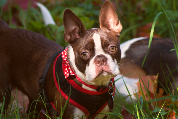 Where To Rescue Boston Terriers in Pennsylvania