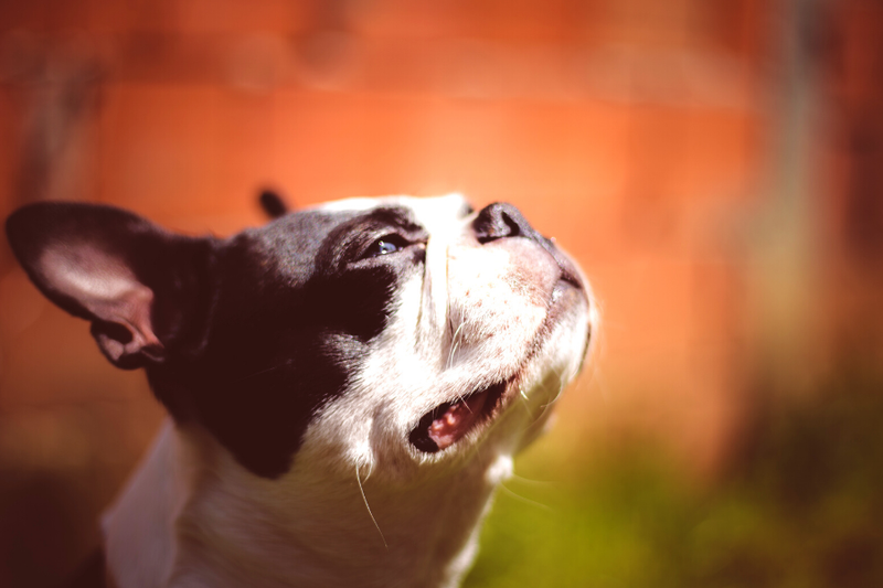 The Bossi Poo Guide: Boston Terrier Poodle Mix