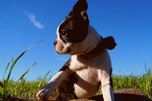 A Definitive Guide To Boston Terrier Colors