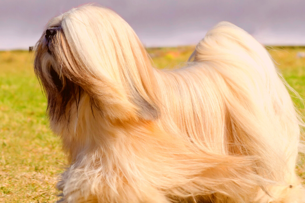 7 Long-haired Boston Terrier Mixed Breeds You'll Love