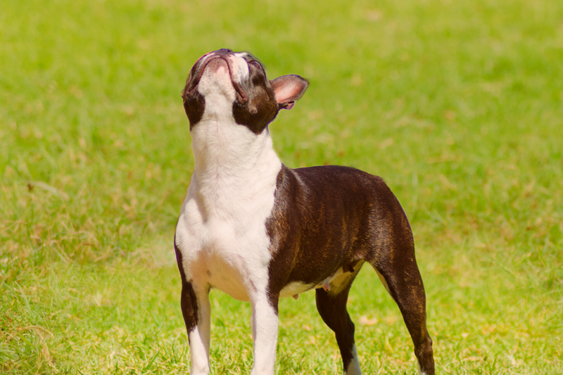 Where To Rescue Boston Terriers in California