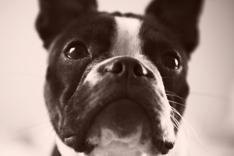Boston Terrier Health Issues With Their Skin