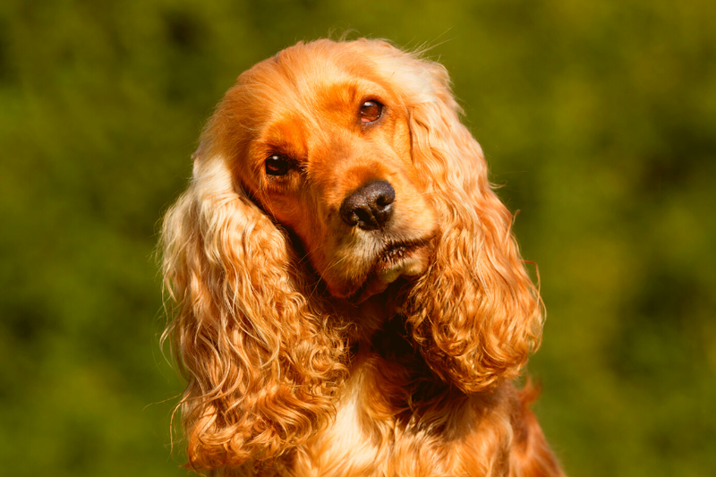 4 Unique Boston Terrier Mixes You'll Surely Love