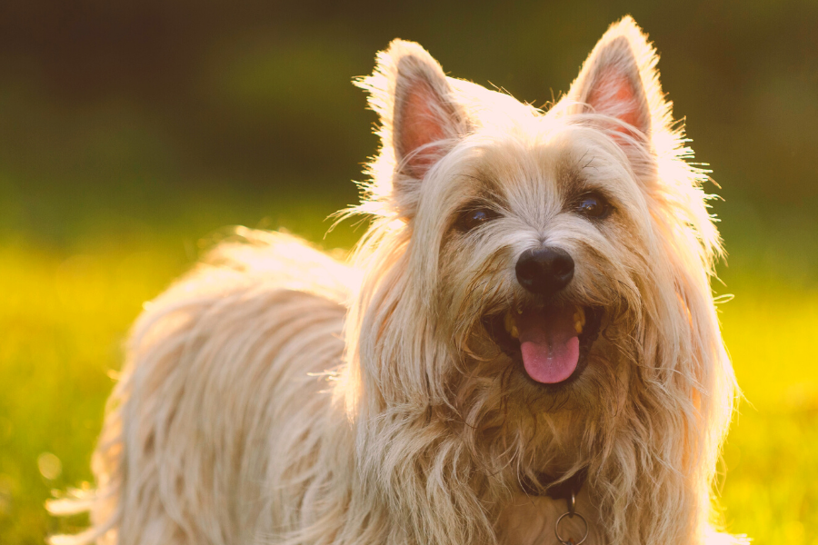 7 Long-haired Boston Terrier Mixed Breeds You'll Love