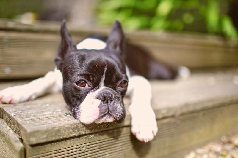 Boston Terrier Health Issues With Their Skin