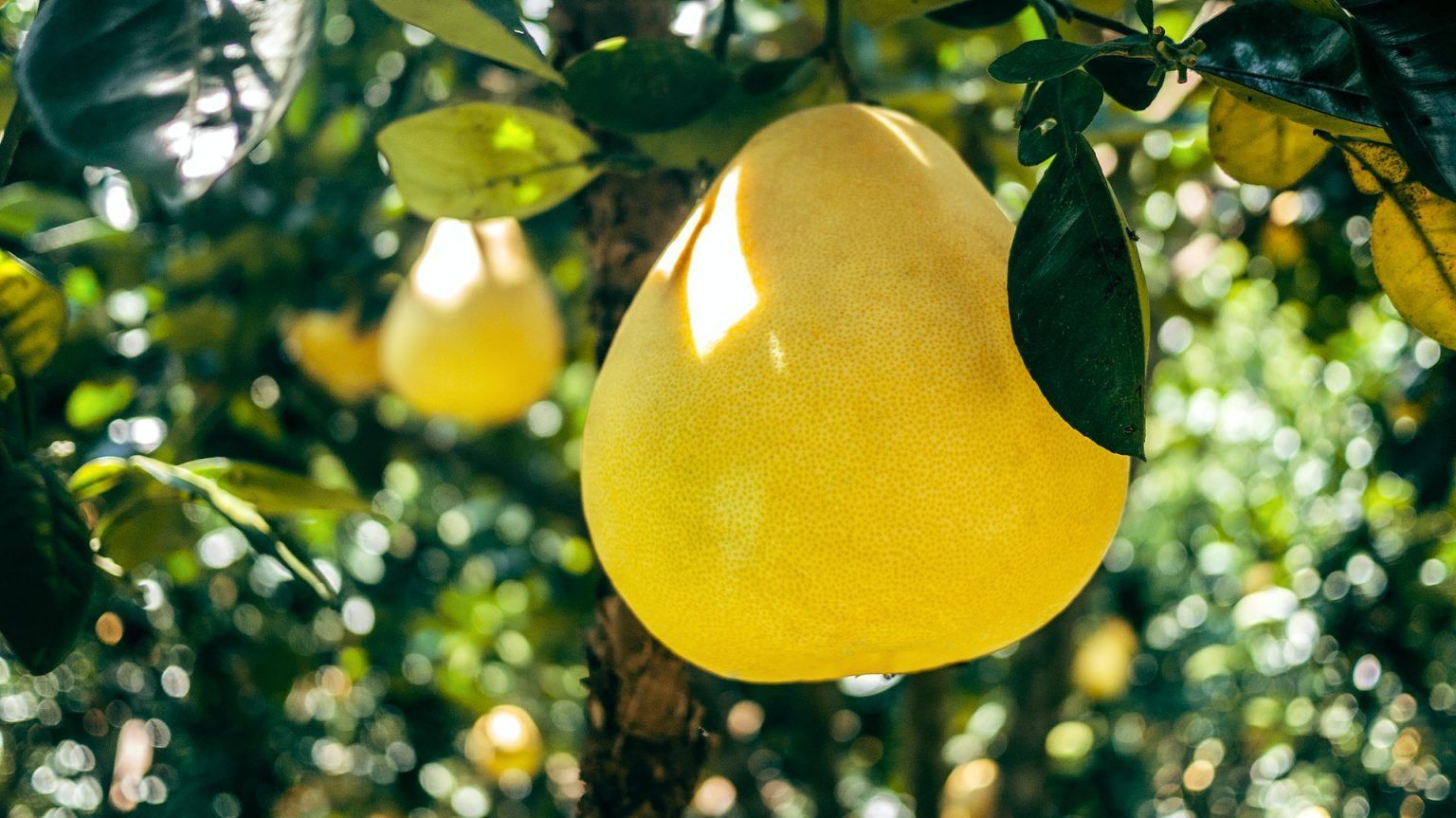 Tutorial: How to Plant a Pomelo (VIDEO) — Povestea Casei