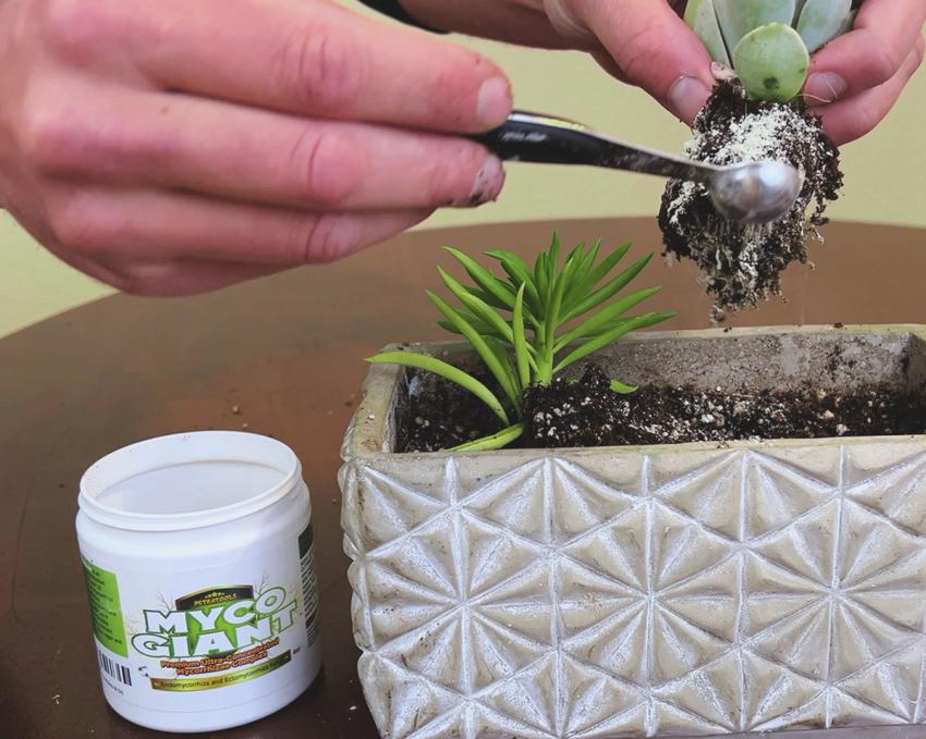 Myco-what? Do Your Plants Need Mycorrhizal Fungi?