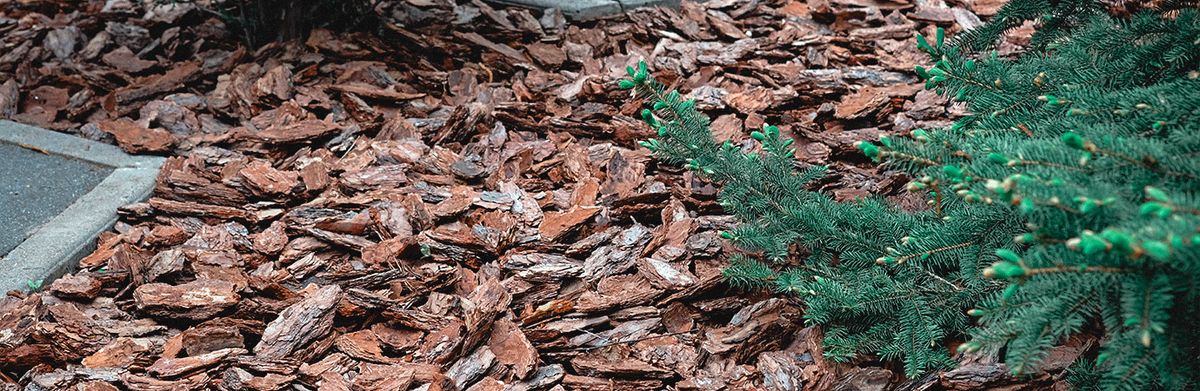 Moldy Mulch? Here's An Effective Way To Fix It