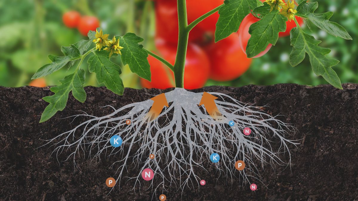 Myco-what? Do Your Plants Need Mycorrhizal Fungi?