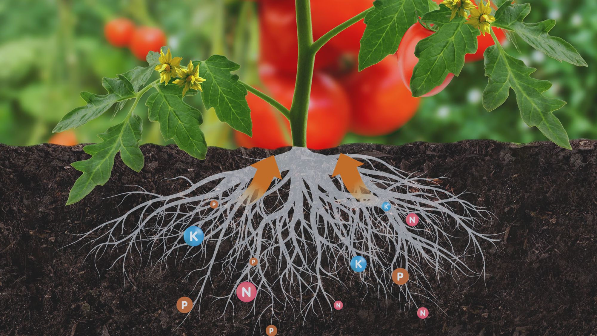 Myco-what? Do Your Plants Need Mycorrhizal Fungi?