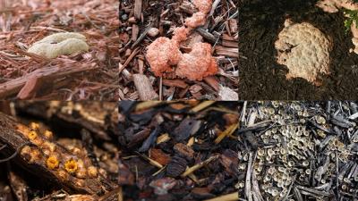 Moldy Mulch? Here's An Effective Way To Fix It