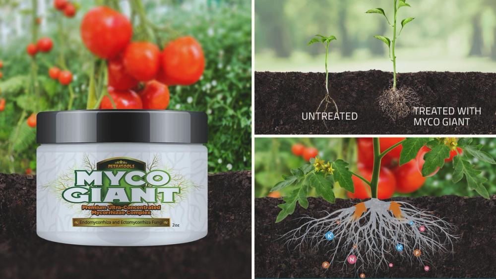 Myco-what? Do Your Plants Need Mycorrhizal Fungi?