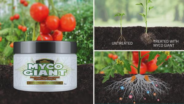 Myco-what? Do Your Plants Need Mycorrhizal Fungi?