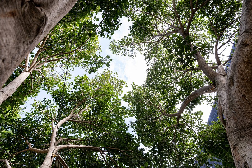 Lee Mingwei – Queensland Art Gallery | Gallery of Modern Art