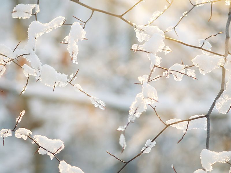 The Sensory Hit of Cold Weather on Our Noses, Explained | The Slowdown