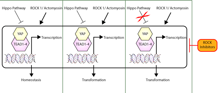 ROCK1 mechano-signaling dependency of human malignancies driven by TEAD ...