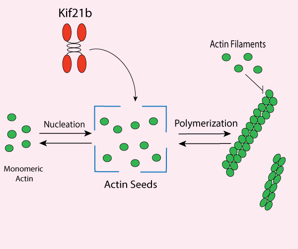 The kinesin Kif21b regulates radial migration of cortical projection ...