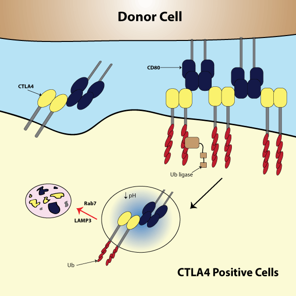 Differences in CD80 and CD86 transendocytosis reveal CD86 as a key ...