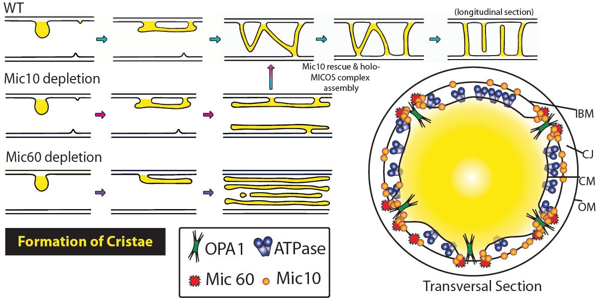 MICOS controls mitochondrial cristae formation | Cytoskeleton, Inc